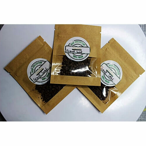 Scent Leaf or African Sweet Basil (Efinrin) Seeds - Your personal chef ...