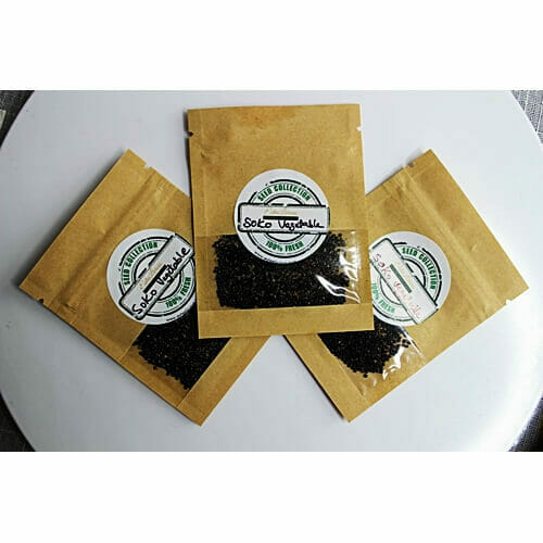 Nigerian Spinach or Lagos Spinach (Efo Shoko) Seeds - Your personal ...